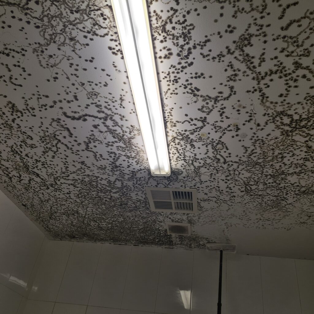 15. The Ultimate Guide to Mould Removal and Remediation: Tips ...